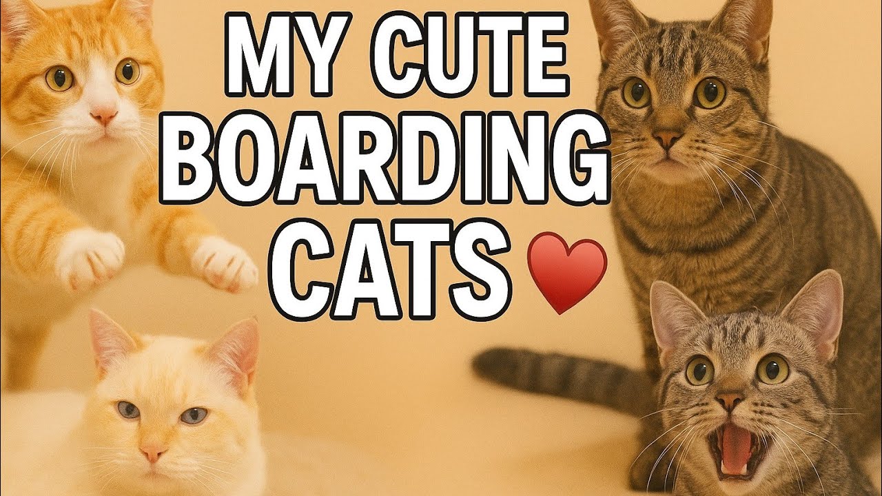 Boarding Cats Cutest Moments 🐾 || Cute Boarding Cats Compilation 😺 ...