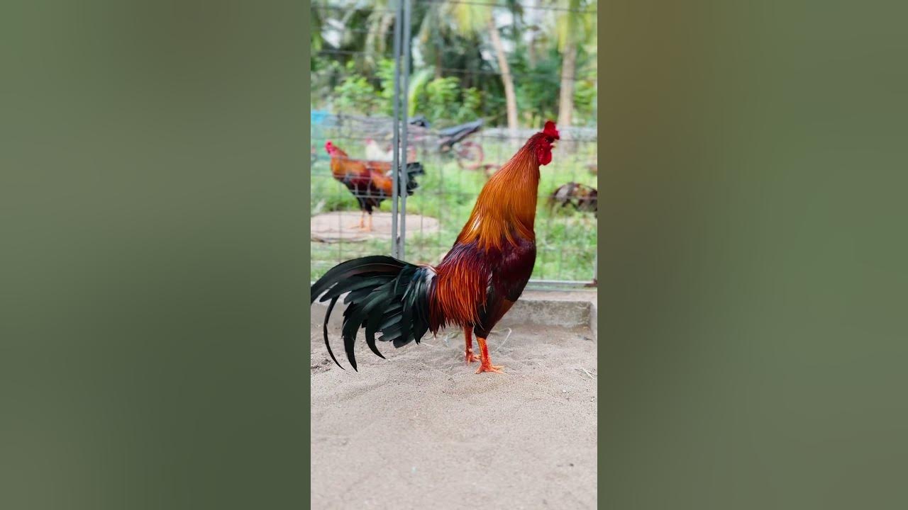 Khét 2kg6🥰🥰 - YouTube