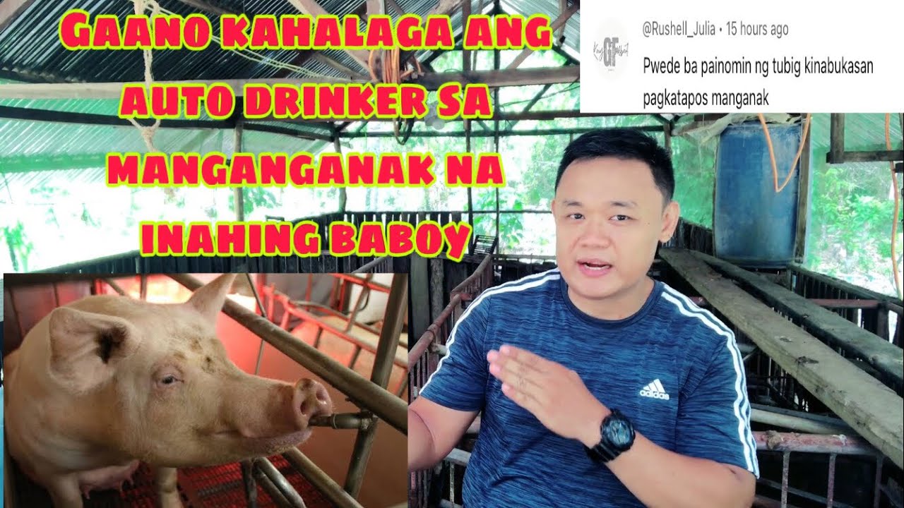Kailan paiinomin ng tubig ang inahing baboy pagkatapos manganak | Ryan ...