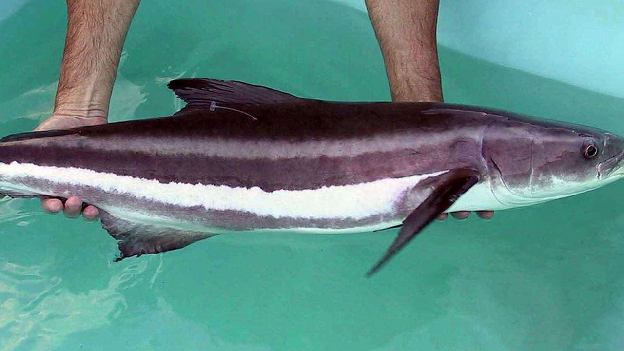 NC State Master’s Student Investigates Cobia Movement - YouTube