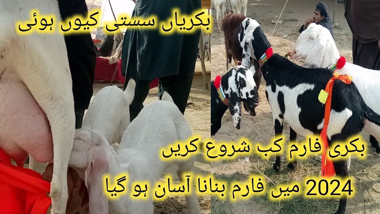 Big Giant Goats Of Bhakkar Bakra Mandi Punjab - Pakistani Beetal Goat ...