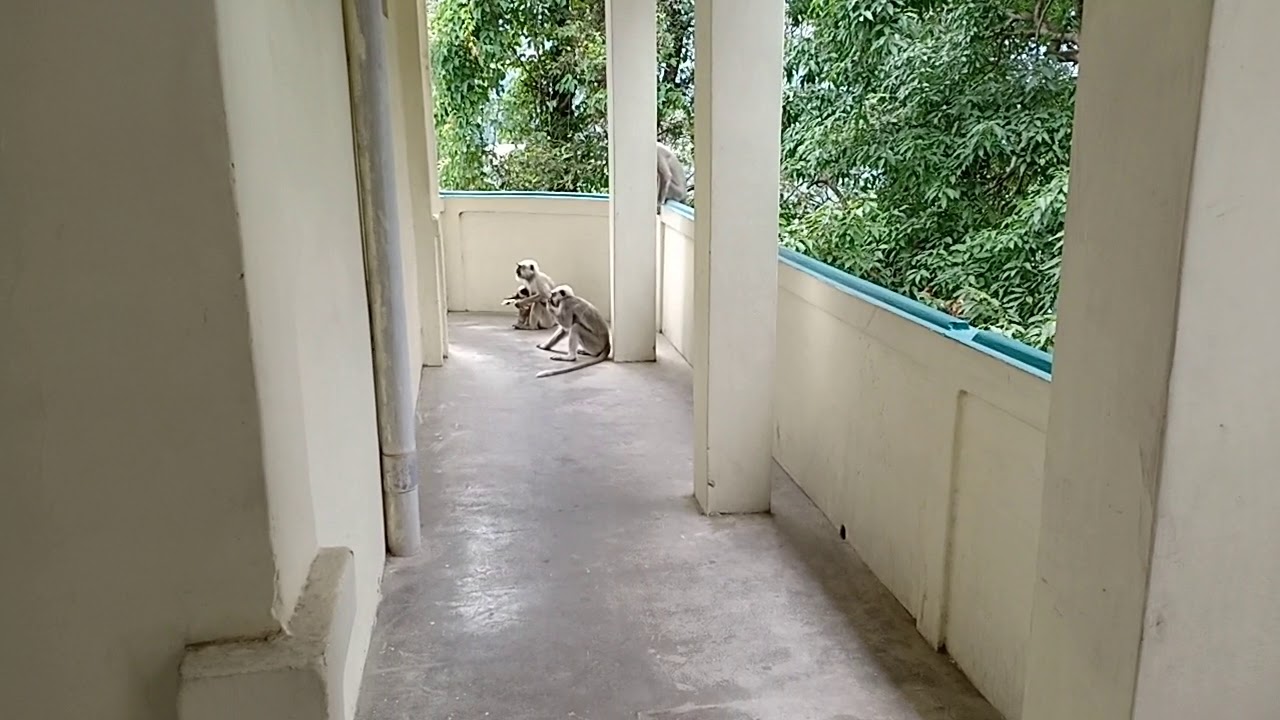 Monkeys attack | monkey Stealing | langur attack | langoor attack ...