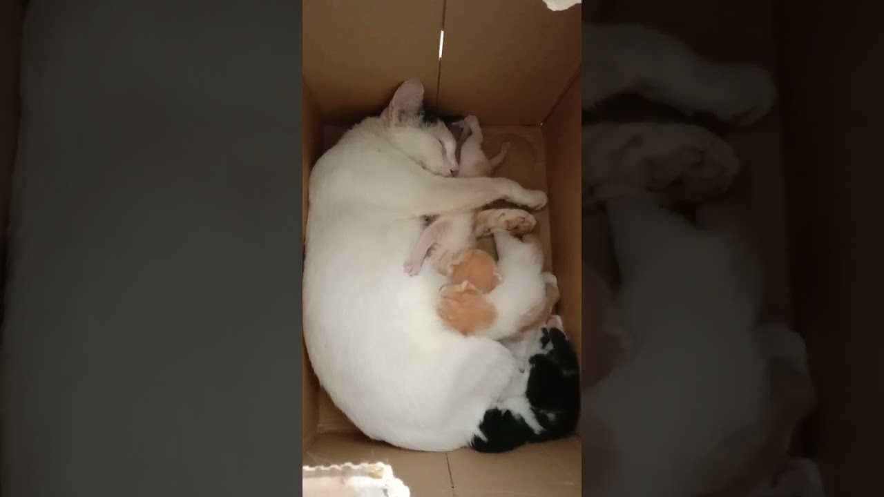 tompok and the baby cat - YouTube