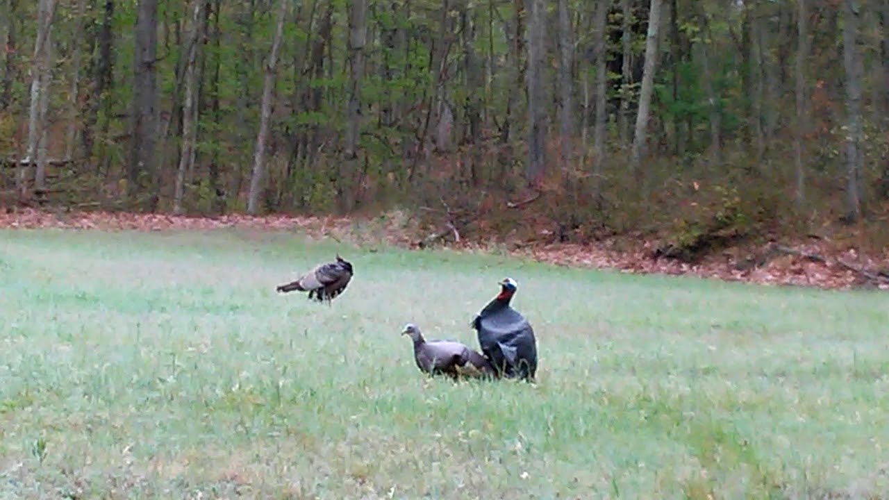 Hen preening and posturing(1) - YouTube