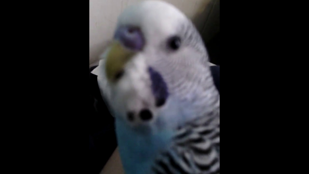 Meet my pets 2. Blueberry the parakeet - YouTube