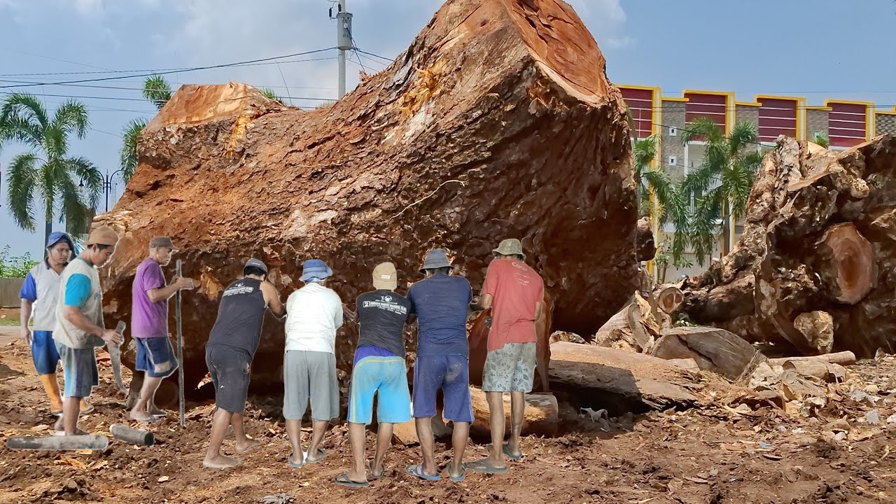Menakjubkan ! Menggergaji kayu monster raksasa dari gunung merapi untuk ...