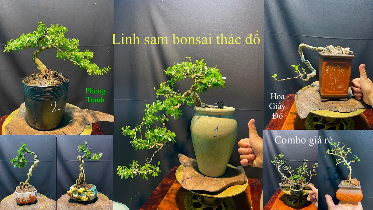 Video 357:Linh sam thác đồ, bông giấy đổ treo,linh sam bonsai,combo bonsai giá rẻ - YouTube