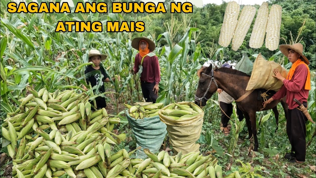 UNANG ARAW NG PAGHAHARVEST NG ATING TANIM NA MAIS SA AREA 3 SAGANA ANG ...