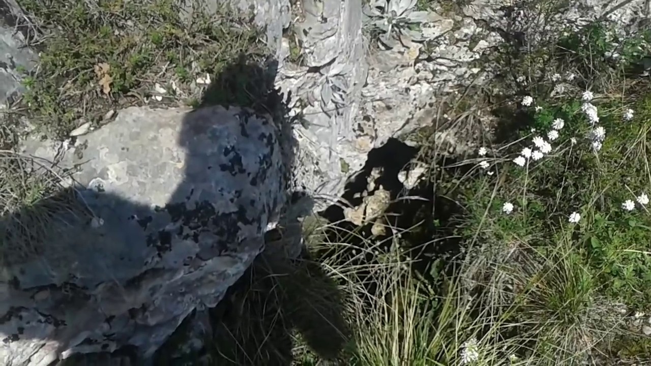 ΡΑΒΔΟΣΚΟΠΙΑ ΜΕΤΑ ΑΠΟ ΧΡΟΝΙΑ ΚΡΥΒΟΝΤΑΙ ΚΑΙ ΣΒΗΝΟΥΝ ΠΟΛΛΑ ΣΗΜΑΔΙΑ - YouTube