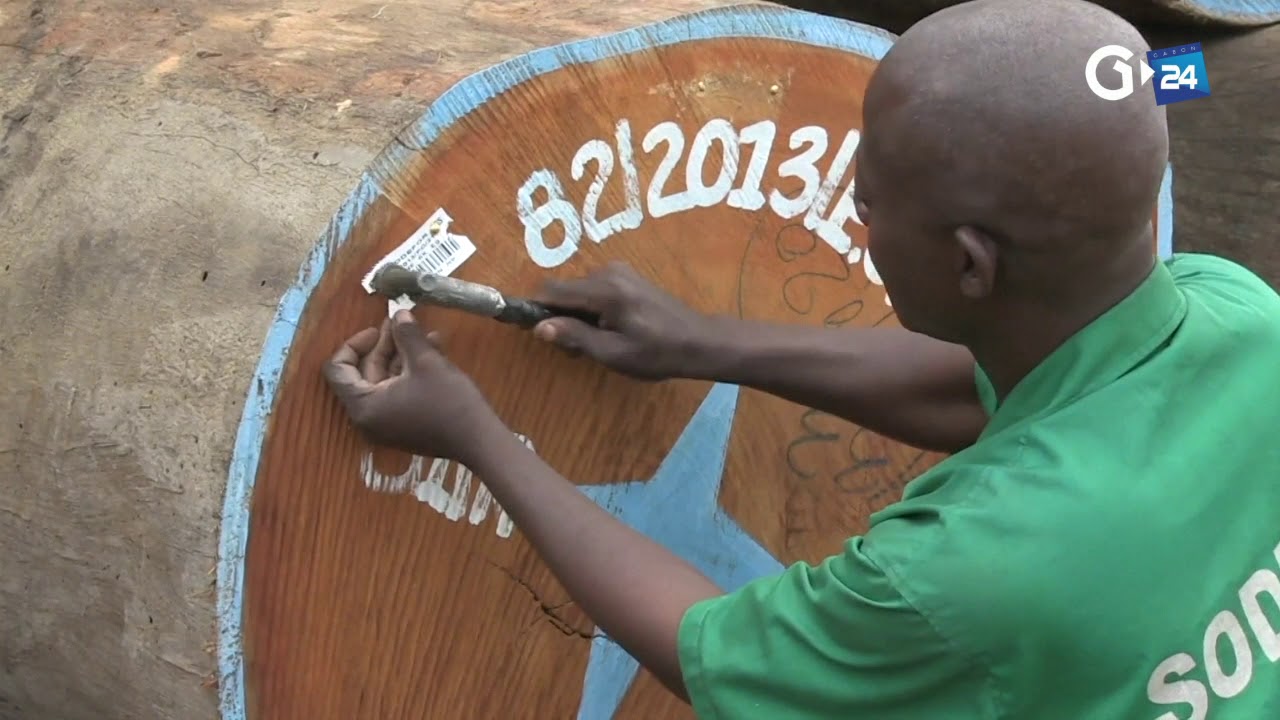 GABON : ENVIRONMENT HOW TO FIGHT AGAINST TIMBER TRAFFICKING - YouTube