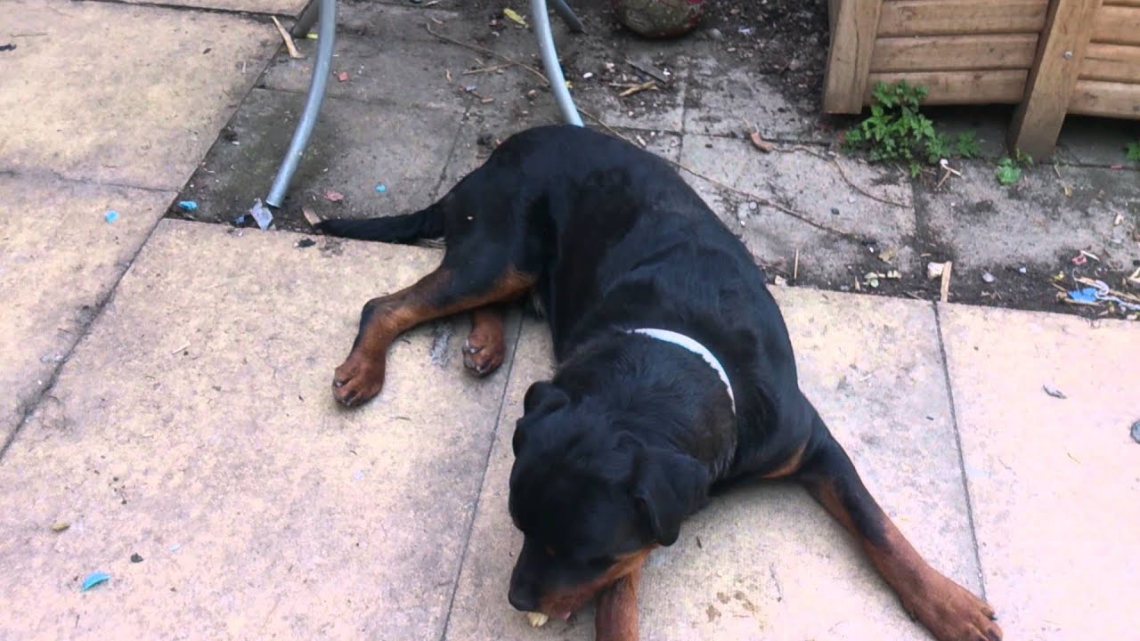 Benson eating chicken bone treat. - YouTube