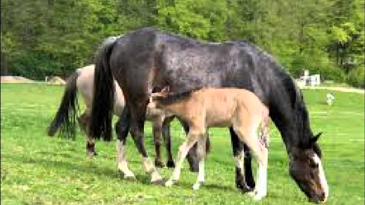 Süße pferde - YouTube