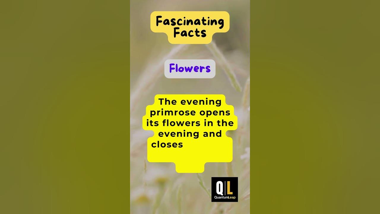 100 Unique and Fascinating Facts About Flowers #facts #fascinatingfacts ...