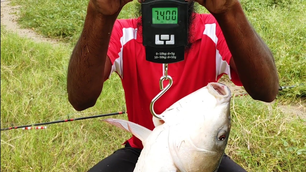 Unbelievable Fishes | 7.400kg Big Rohu fish Catching | by Singal Hook ...