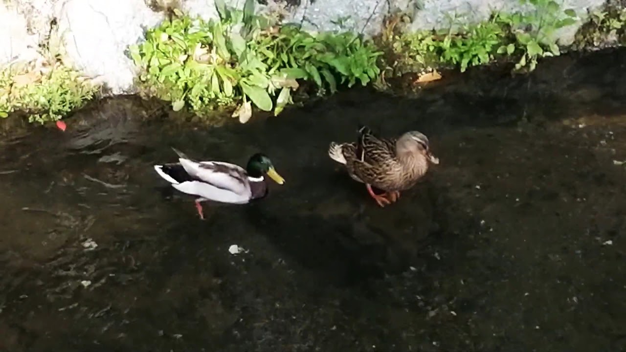 Social distance in the case of ducks - YouTube