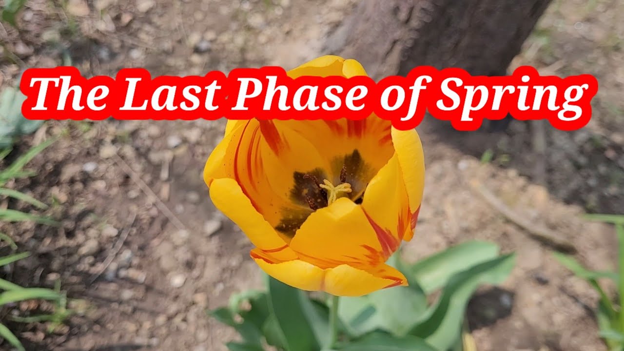 The Last Phase of Spring.. - YouTube