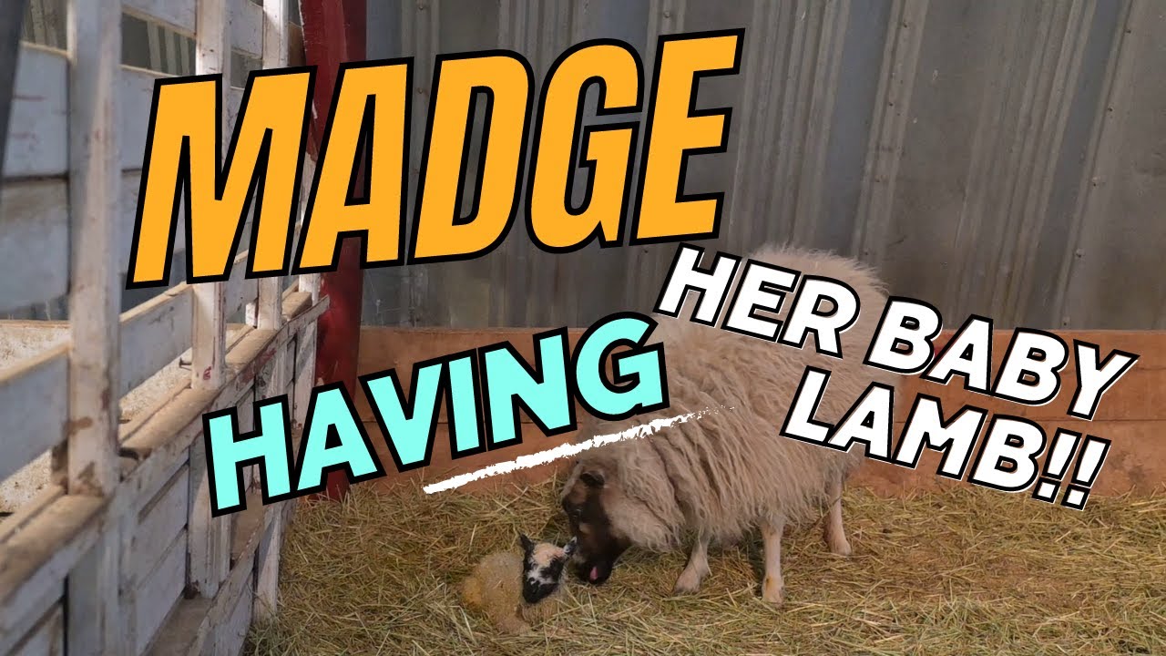 Witness the Miracle of Birth: Adorable Baby Lamb is Born 🎥🌟🐑 - YouTube