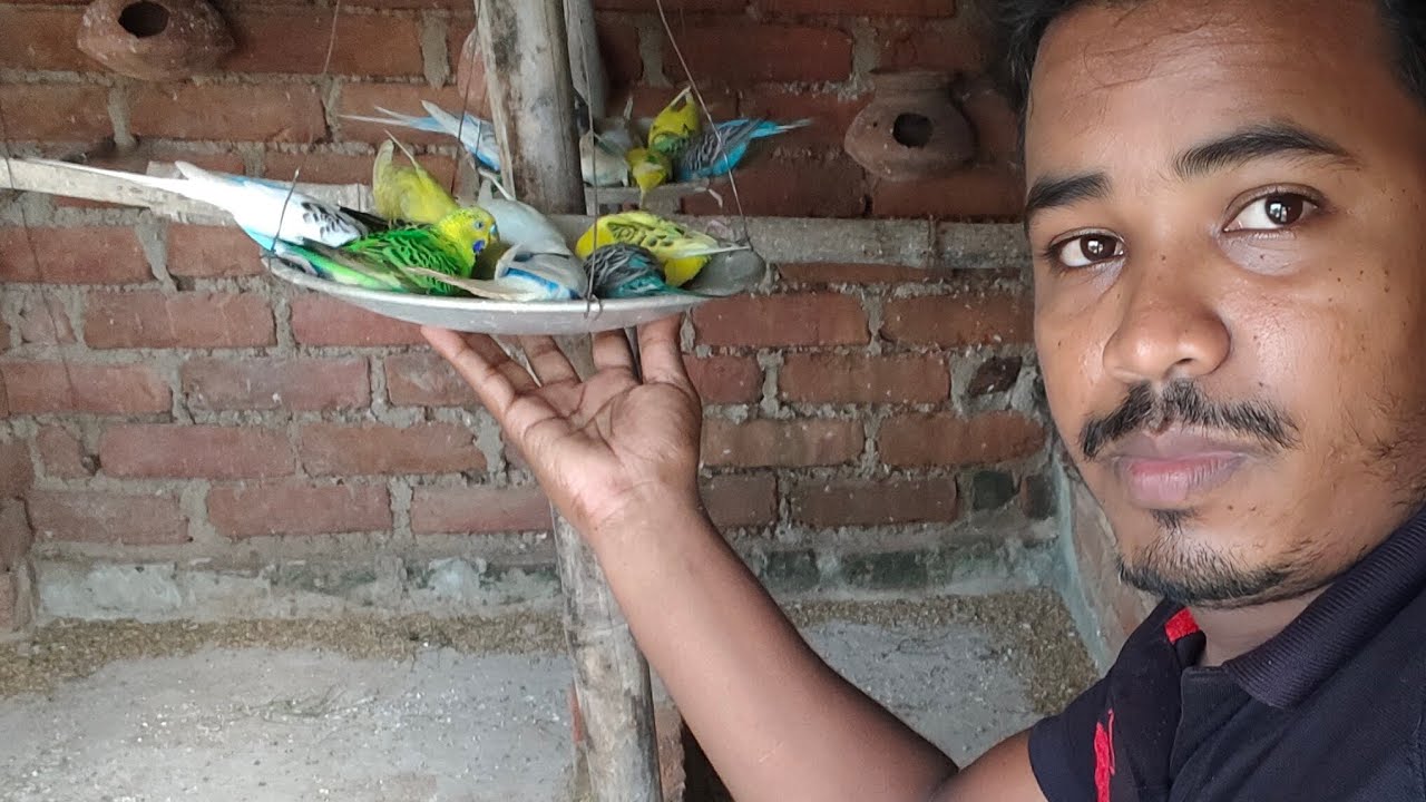 Bujregar Birds Eats Time Fun - YouTube