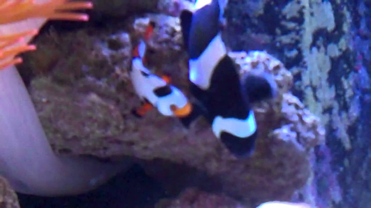 Ocellaris & Percula Clownfish Spawning - YouTube