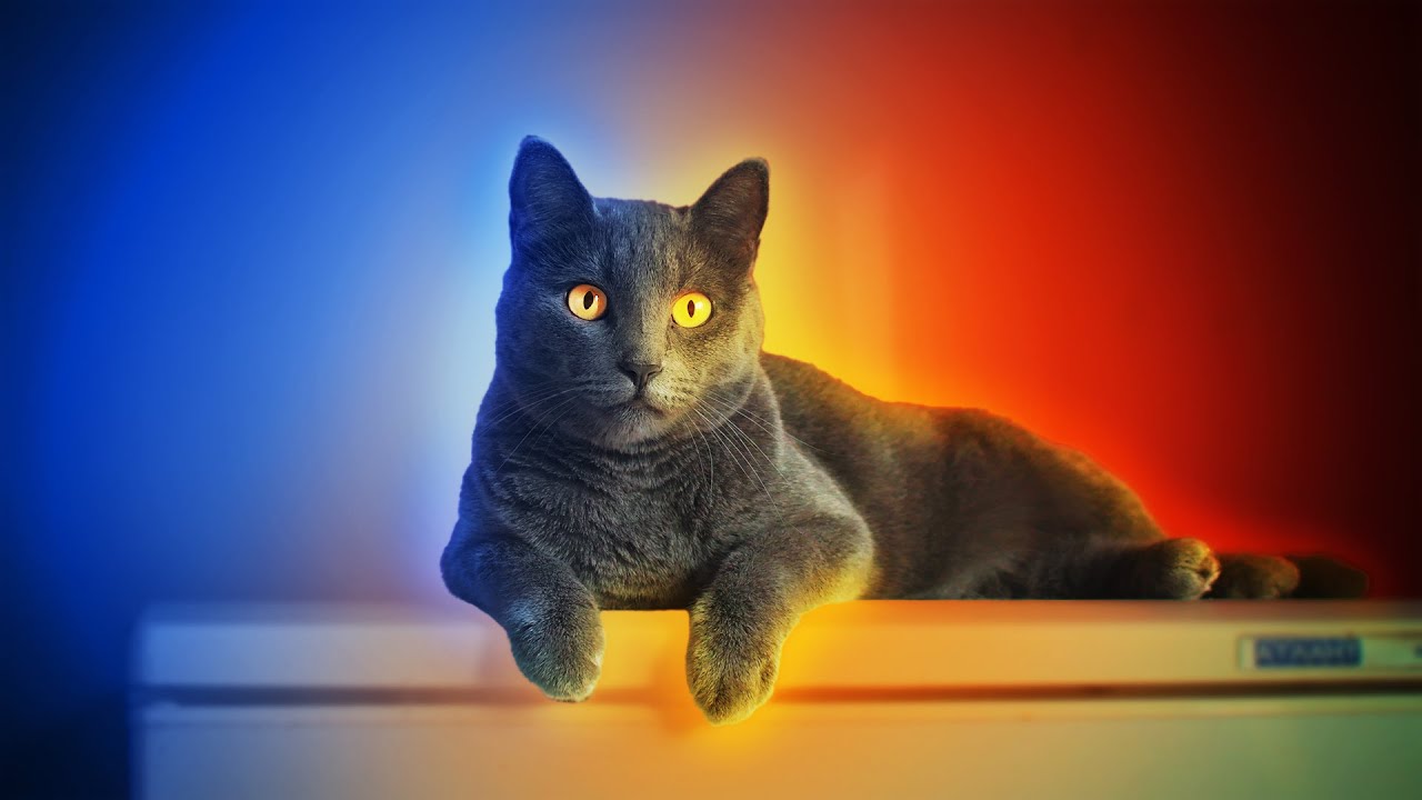 A cat named Misty - YouTube