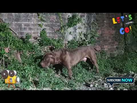 Pitbull extreme dog #lekthebestkennel