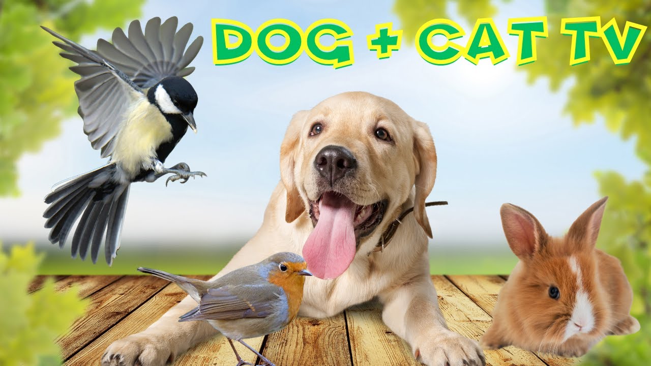 DOG & CAT TV - Beautiful Wild Animals - Birds, Squirrels and Rabbit ...