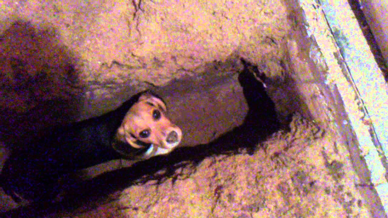 Biglis rausia urvus - YouTube