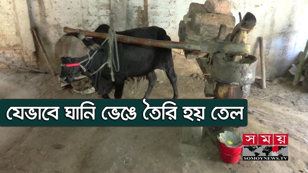 যেভাবে ঘানি ভেঙে তৈরি হয় তেল | Ghani | Traditional Method Of Oil ...