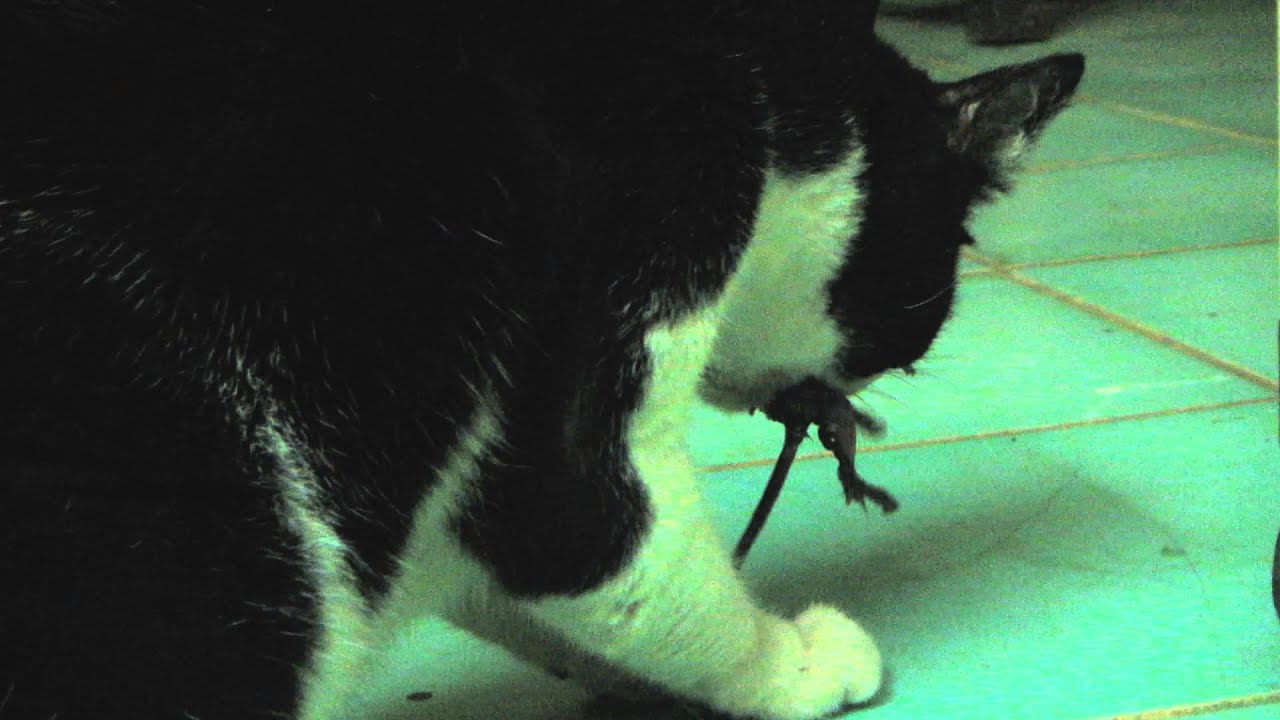 Gnarly Cat Treats! - YouTube