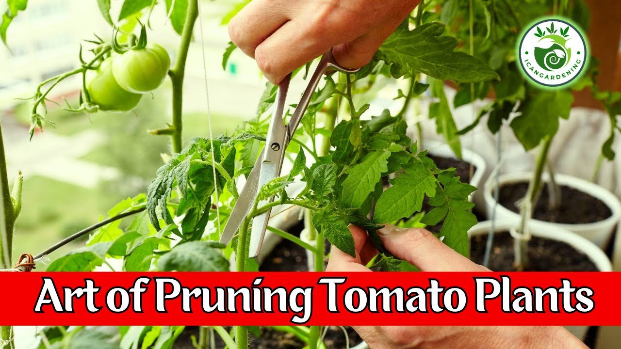 The Art of Pruning Tomato Plants || Guide to Boosting Growth and Harvest - YouTube