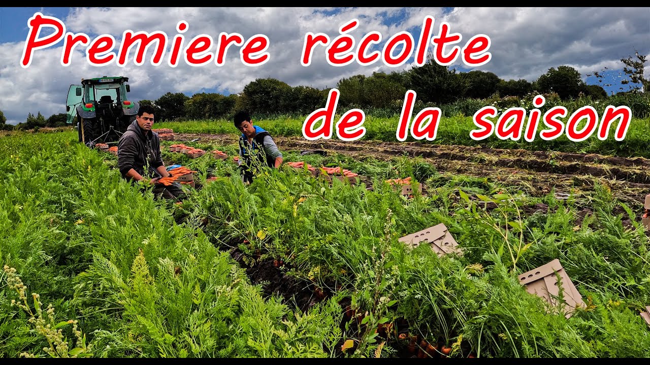 DEBUT DE LA SAISON avec la récolte de carotte sur butte ( camera ...