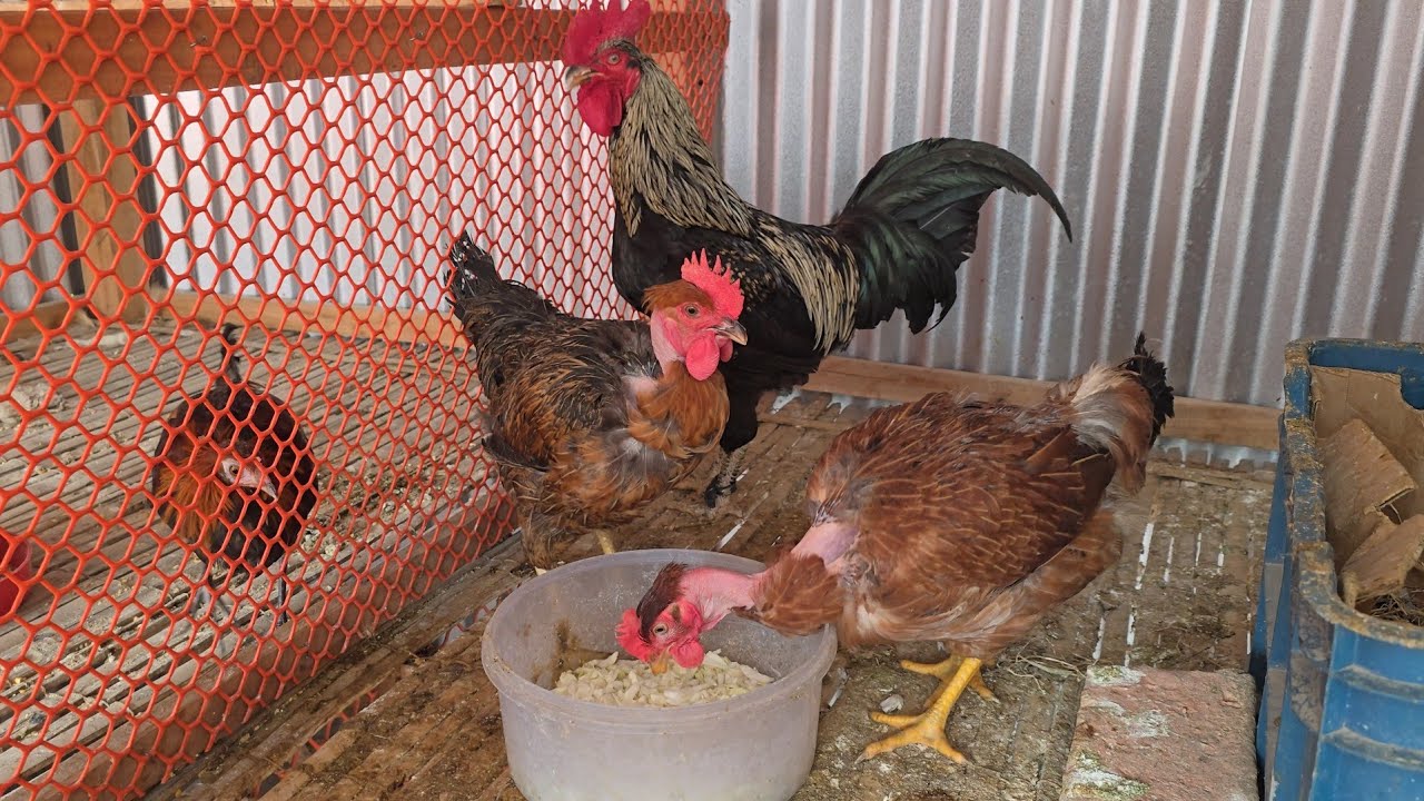 My most beautiful flock of hill chickens#chicken #chikendinner #farmer ...