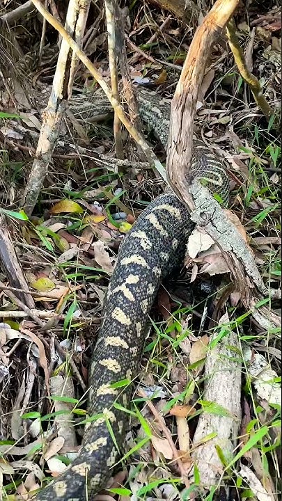 Huge Carpet Python with Duck 🦆 Inside 😢 - Snake back to the wilderness ...