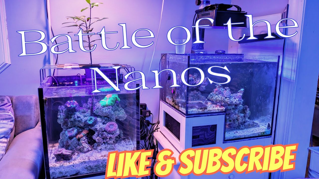 Drop Down Reef and Mangrove Tank w/ Scoly Island Restart - Tune in to ...