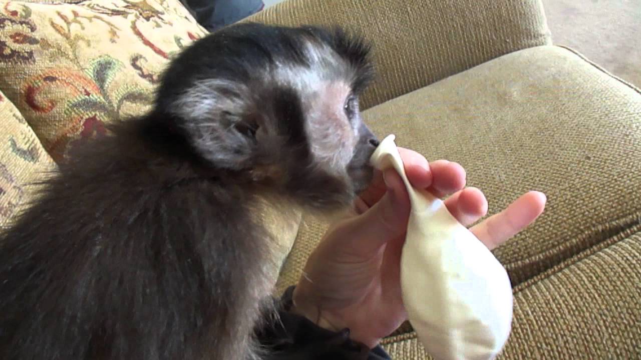 baby monkey nala wants to blow up a balloon - YouTube