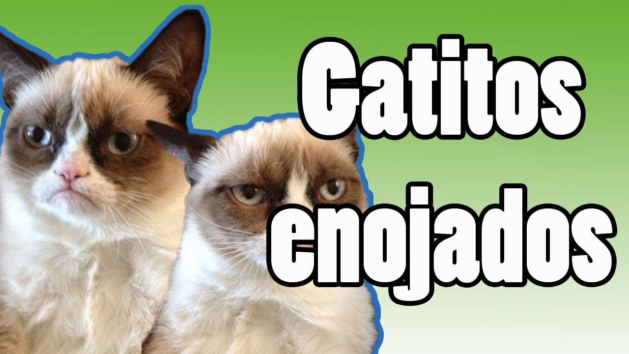 Gatitos enojados (Anger is a way) - YouTube