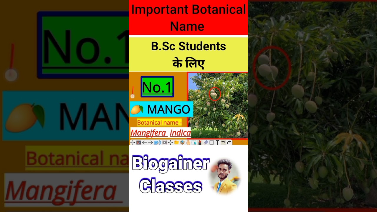 Botanical name of 🥭 Mango|| Biogainer Classes|| Sudhanshu Kashyap|| B ...