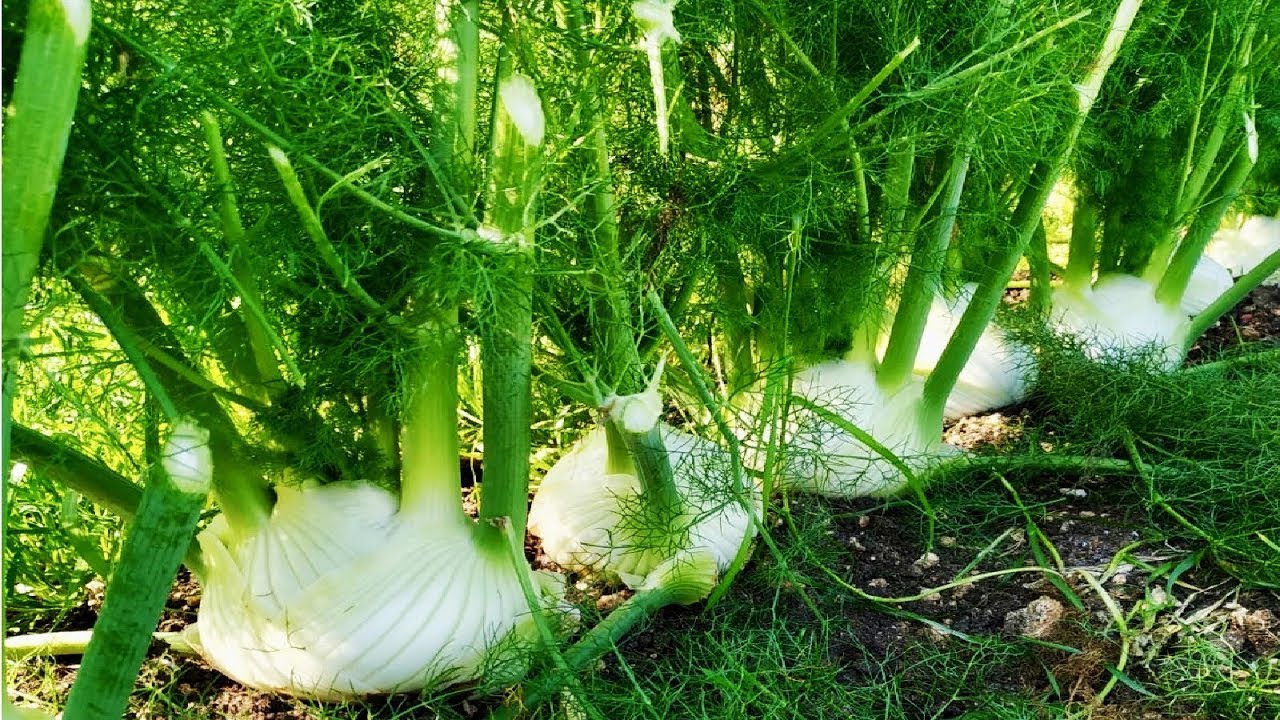 Fennel Spice Plant Cultivation Technology Fennel Farm and Harvest ...