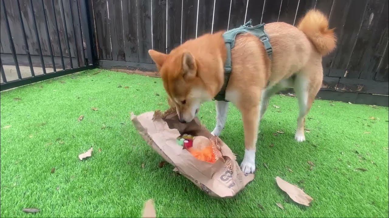 MY DOG GOT MAIL YouTube my-dog-got-mail-youtube