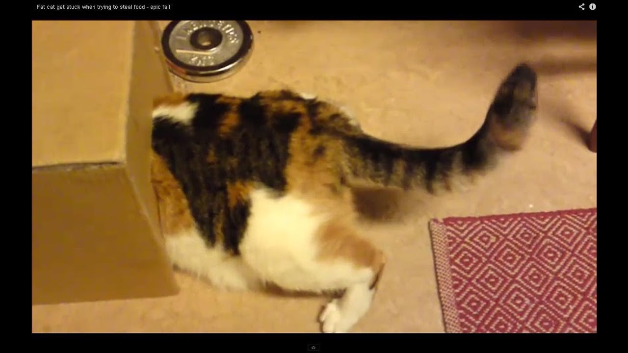 Epic Fail Fat Cat
