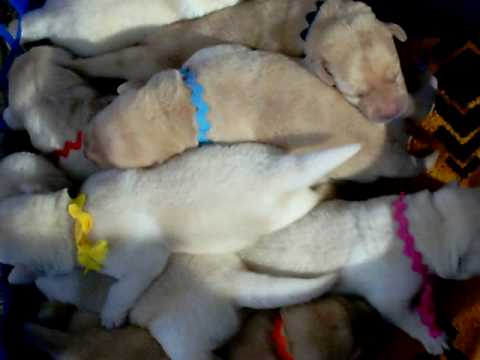 100_0317.mov