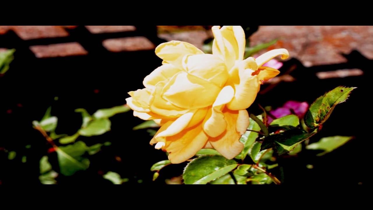 A Bee's Life in 60FPS | Nikon D5300 Sample Footage and Photos