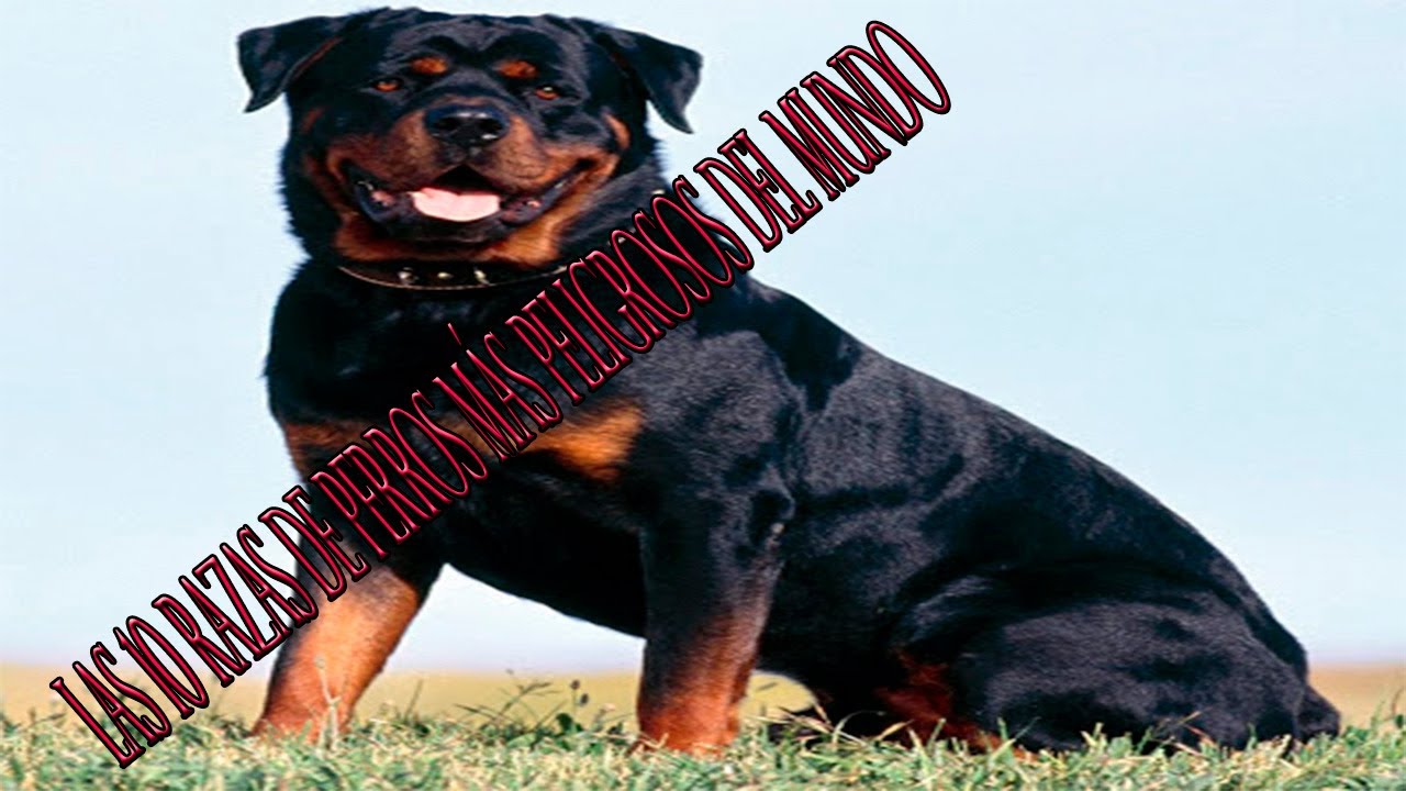 Las 10 Razas de Perros Más Peligrosos del Mundo • Me Copiate - YouTube