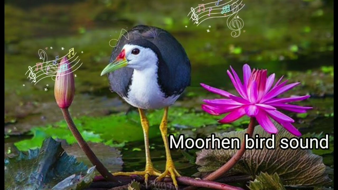 MOORHEN BIRD CALL/ MOONHEN BIRD SOUNDS/ HUNI NG IBONG TIKLING - YouTube