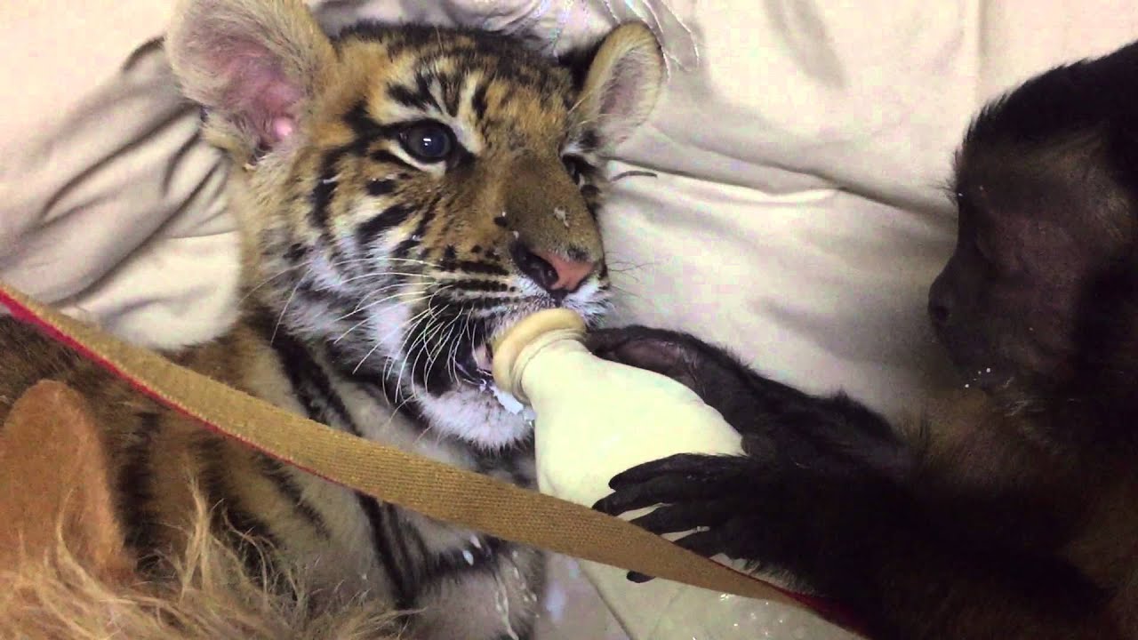Monkey trying to get a taste of tiger cub's milk ! - YouTube
