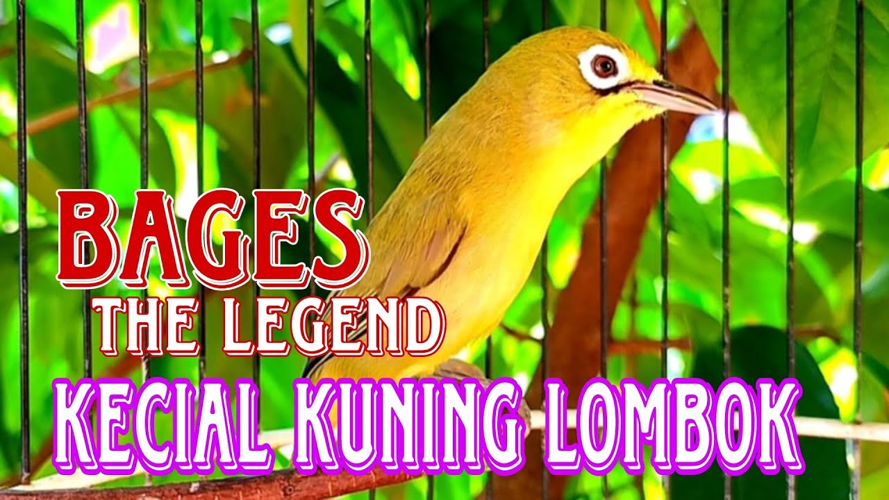 The Real Of BAGES‼️Kecial Kuning Lombok Juara The Legend Kecial Kuning ...