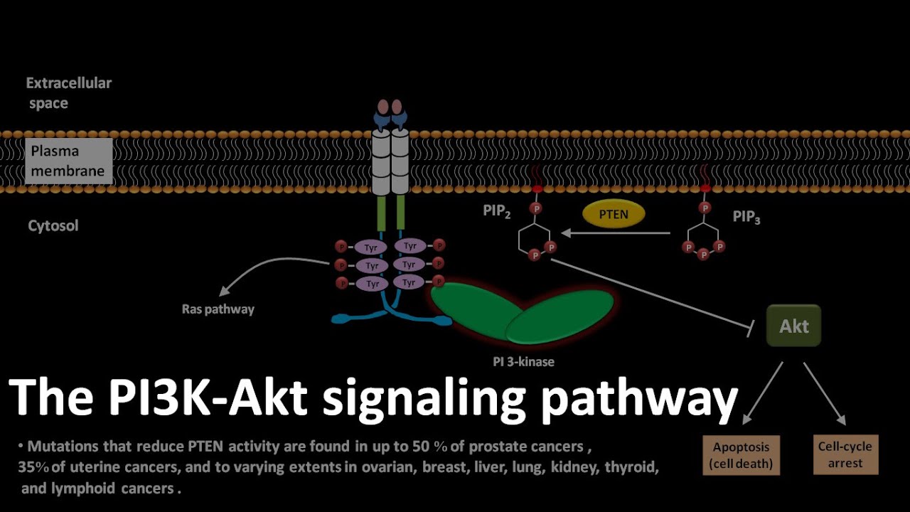 PI3K Akt signaling pathway - YouTube