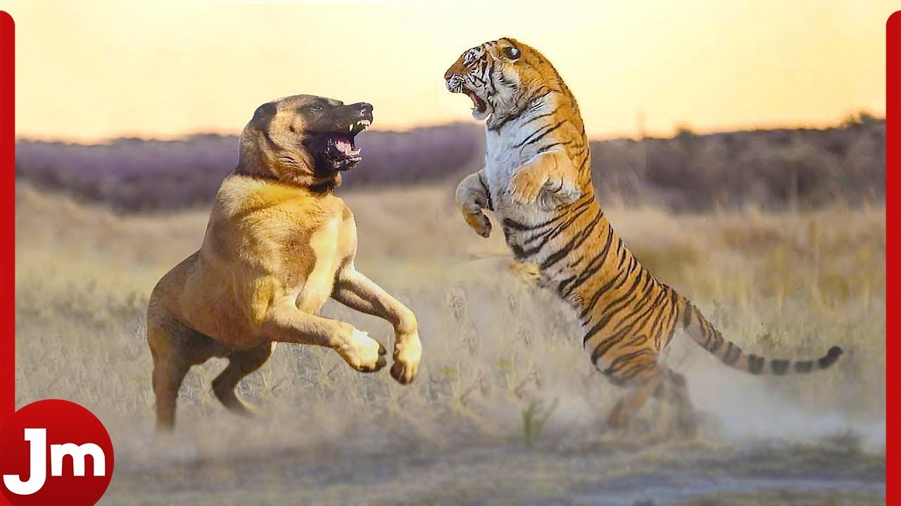 Can Kangal Win a Tiger, Lion or Jaguar in a One-On-One Fight?! - YouTube