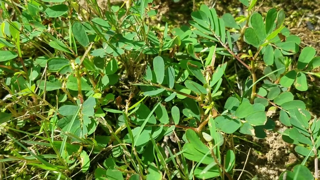 How to Identify and Treat Chamberbitter - YouTube