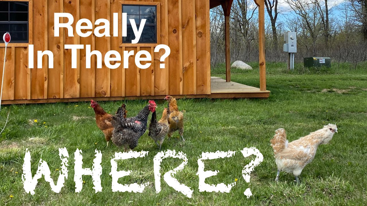 Do Chickens Hide Their Eggs? SECRET SPOT - YouTube